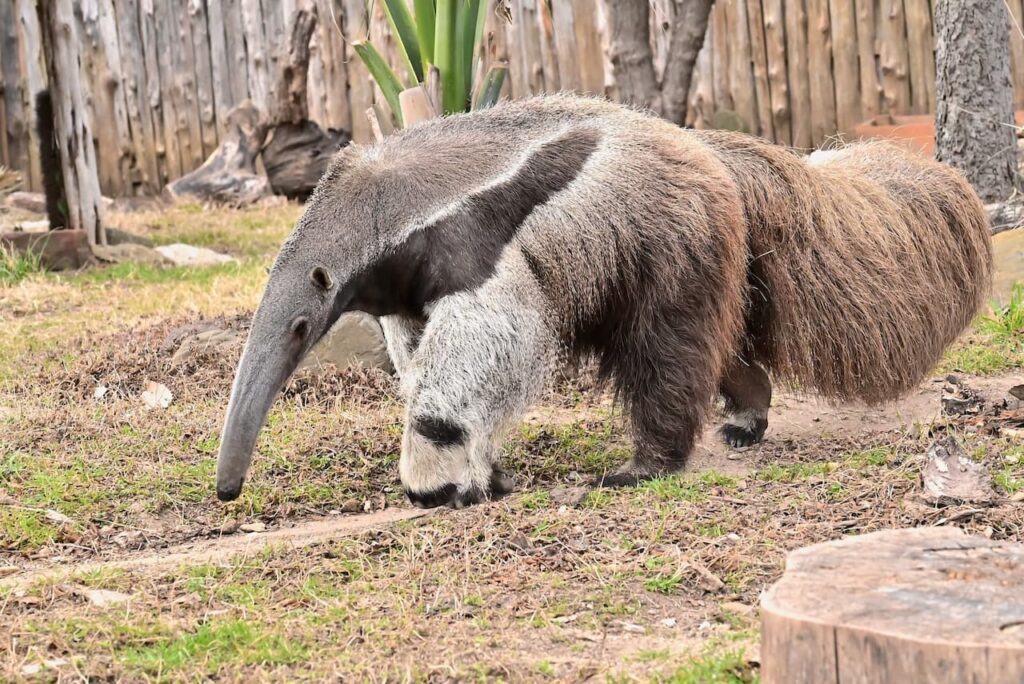 19 Facts About The Giant Anteater | Geography